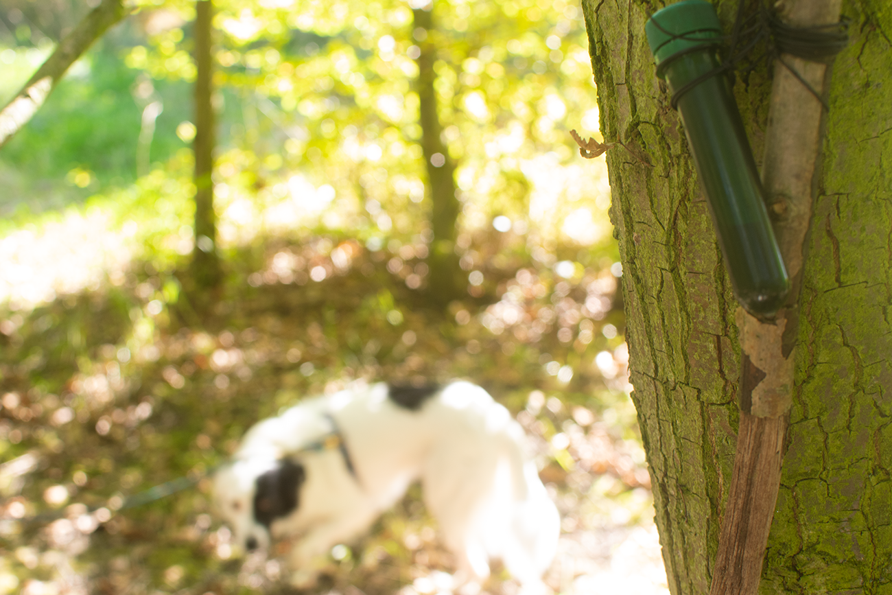 Geocachen mit Kind und Hund - Kind und Hund